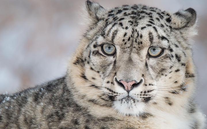 La panthère des neiges, une espèce menacée | WWF France